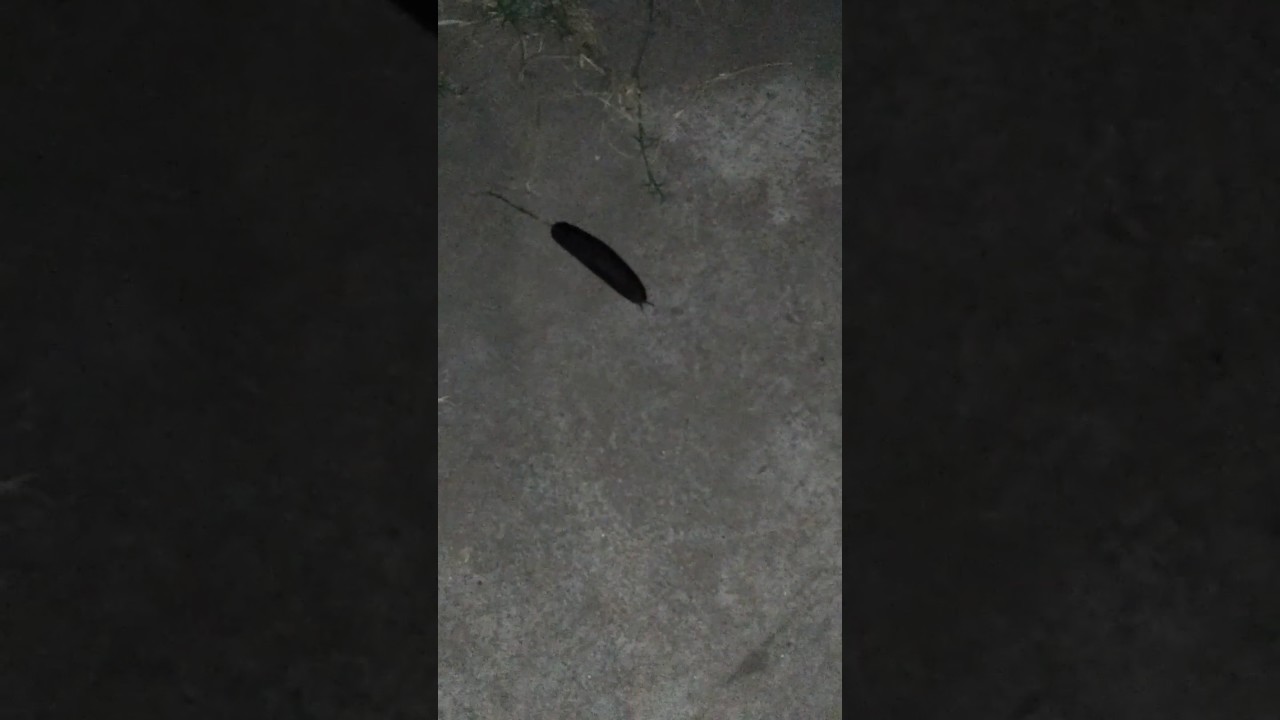 Snail in Telugu jalaga( blood drinking with of pain) - YouTube