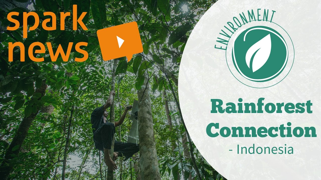 Rainforest Connection - a solution that can halt illegal loggin in rainforests - YouTube