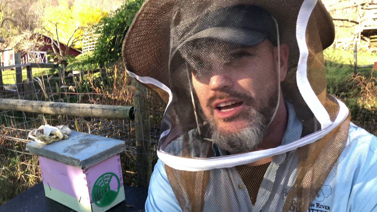 Fall Beekeeping Inspection (UNTIL I get stung in the face) - YouTube