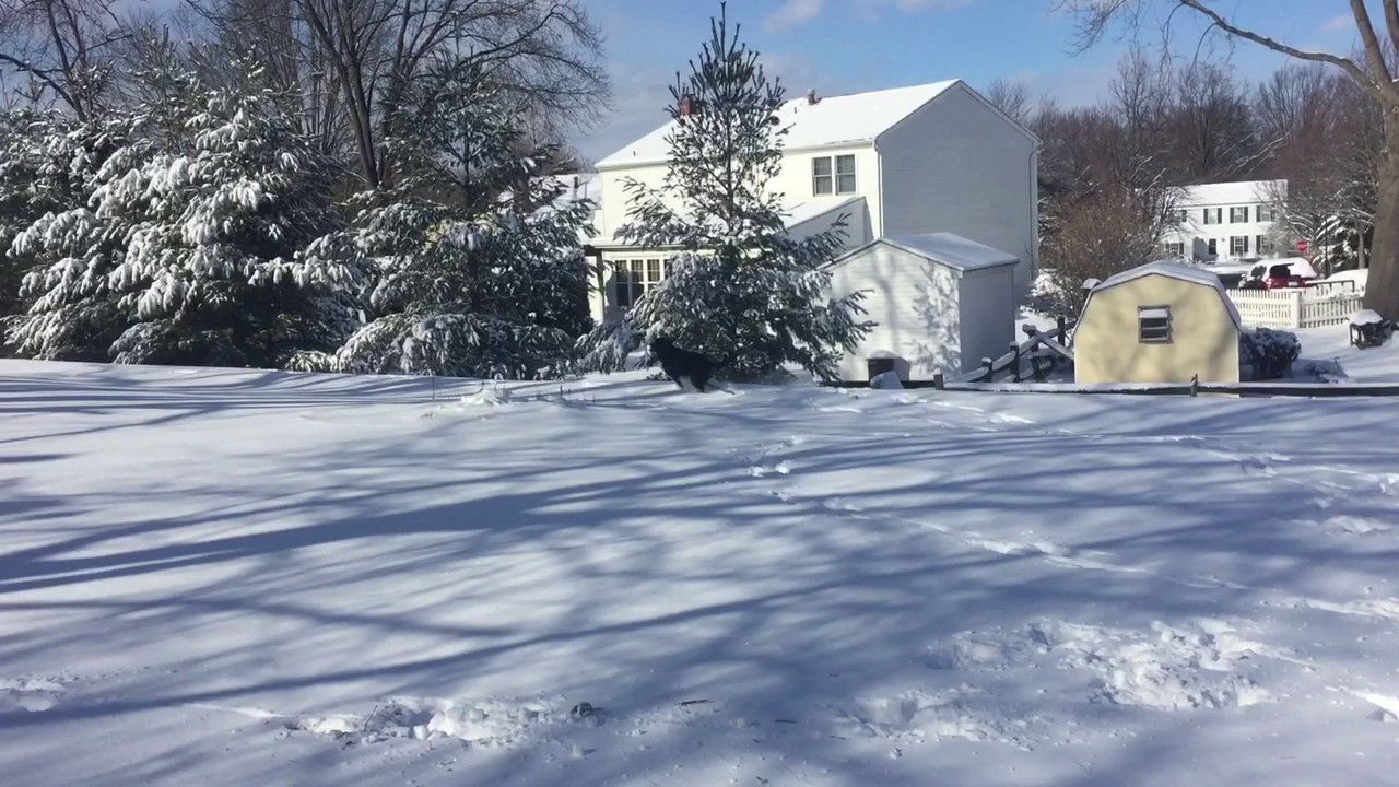 Labrador Retriever Snow Day Feb 9th 2017 - YouTube