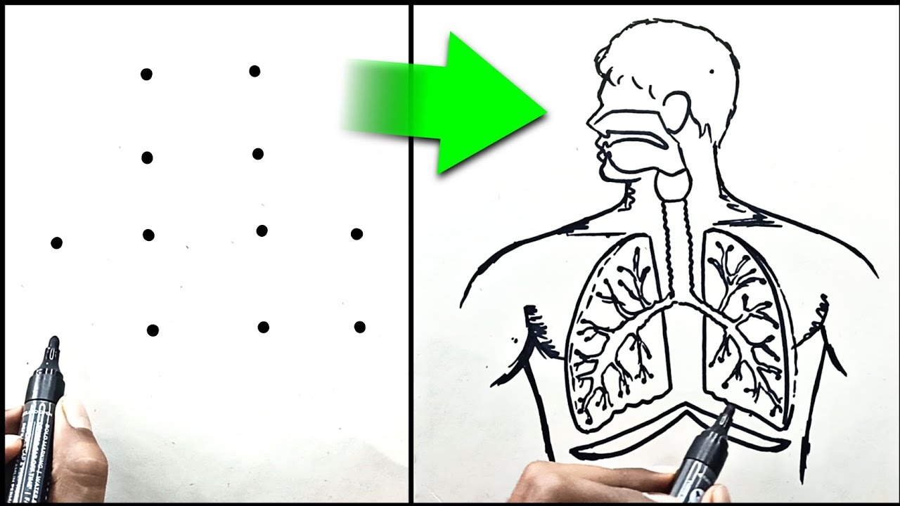 12 Dots Human Respiratory System Diagram // how to Draw Human ...