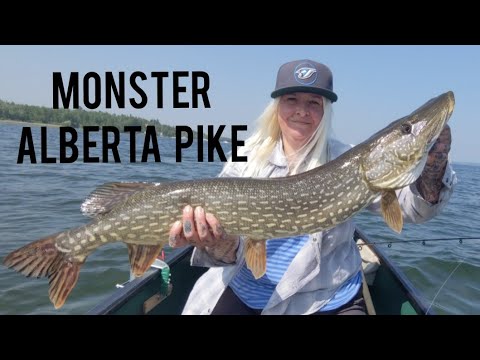 40" Monster Alberta Pike. Canoe Fishing Wabamun, Alberta and landing ...