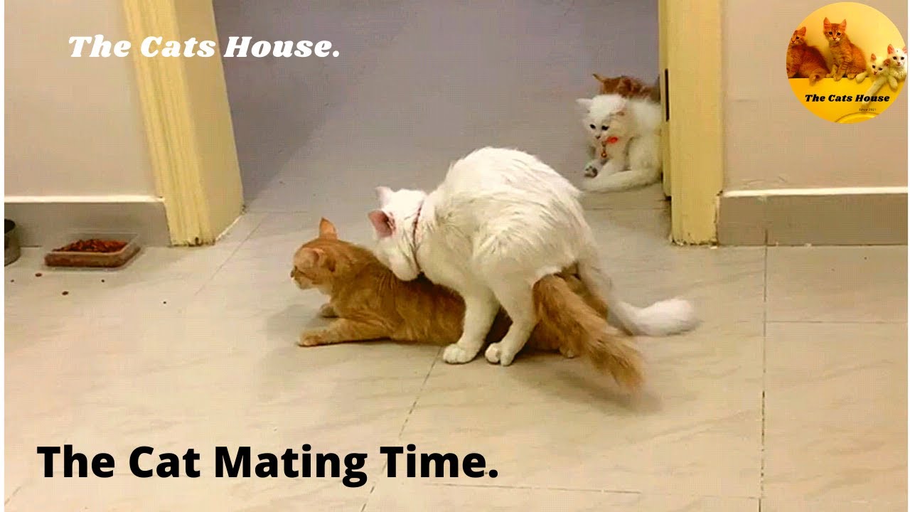 The Cat Mating is Second Time | Part 13 | THE CATS HOUSE. - YouTube