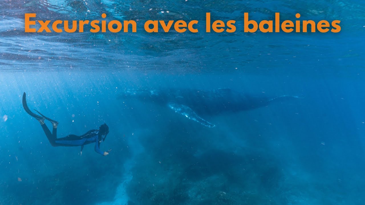 Coral Bay - Je nage avec des Baleines - YouTube
