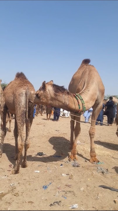 الباديه #البدو #البل #ماشاء الله - YouTube