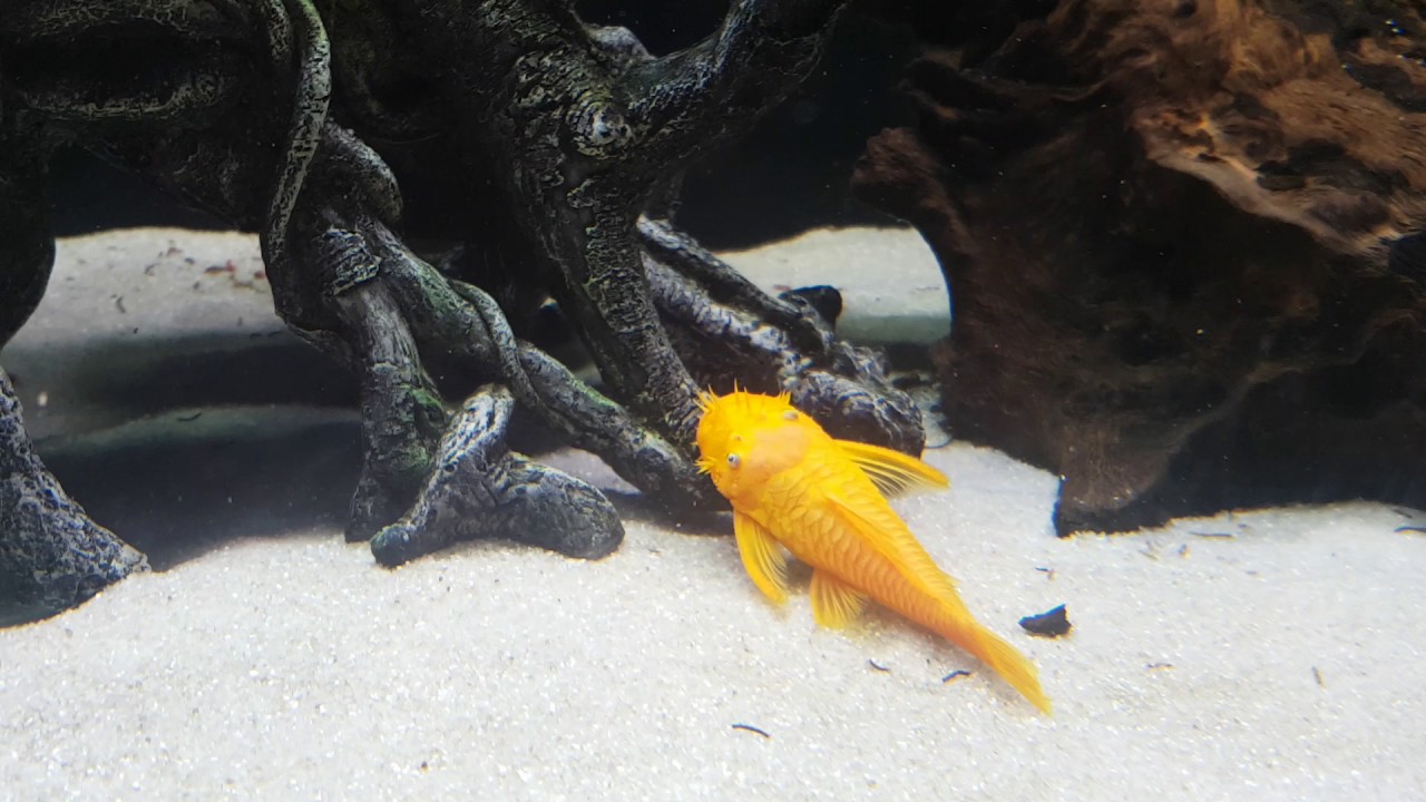 Blue eyed golden bristlenose pleco & green phantom pleco July 2017 ...