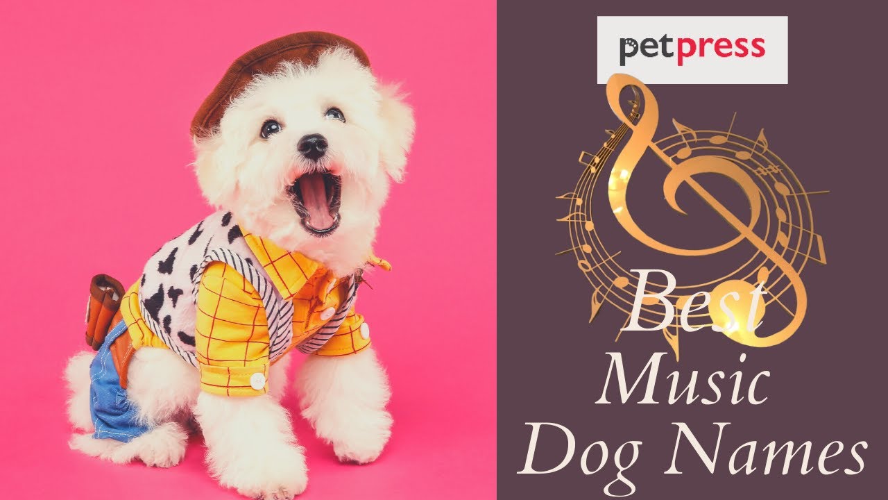 Best & Unique Dog Names Inspired By Music - YouTube