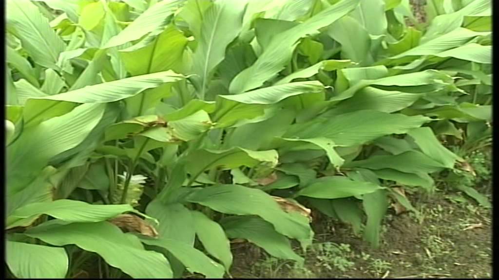 HALDI KI KHETI SE LABH. (D/T- 09.12.2013) - YouTube