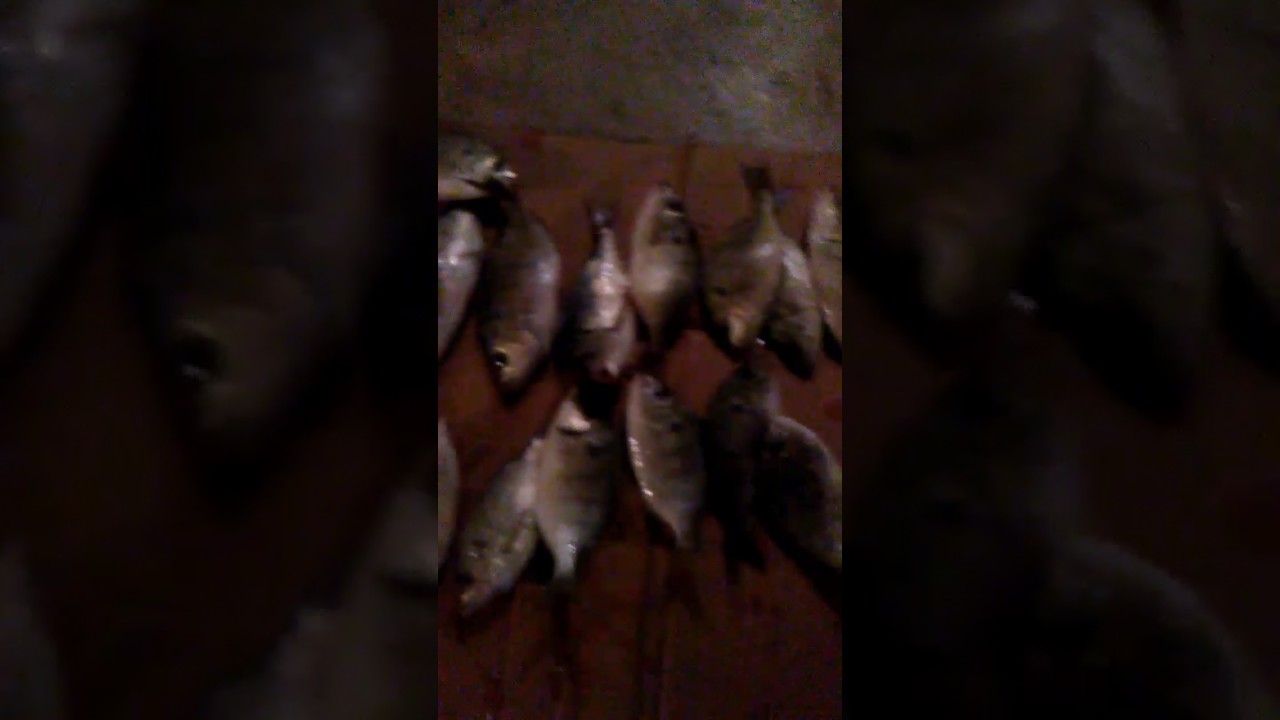 Fish caught with fam - YouTube
