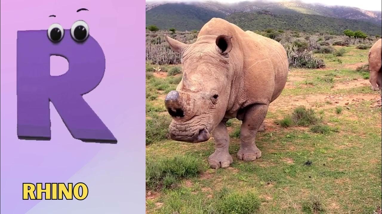 Animals ABC Song | Animals Alphabet Song | Alphabet Letters | Phonics ...