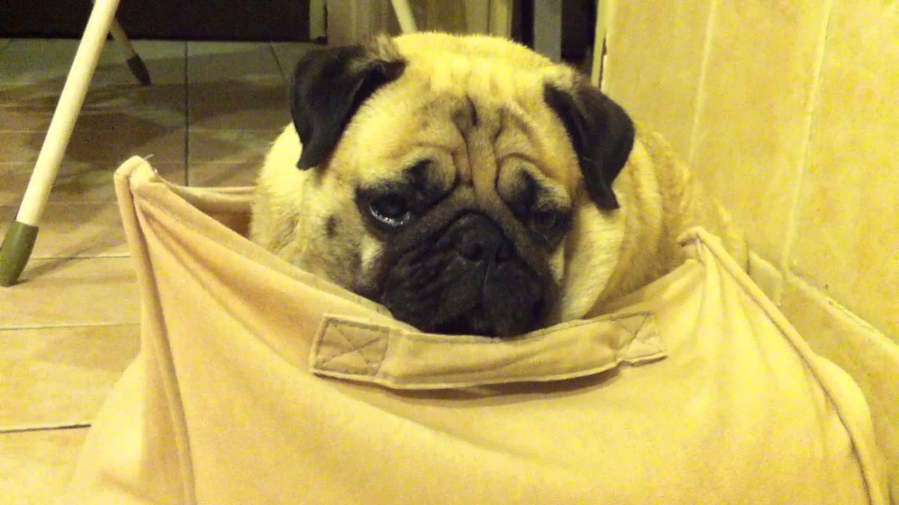 Sugar the Guilty Pug - YouTube