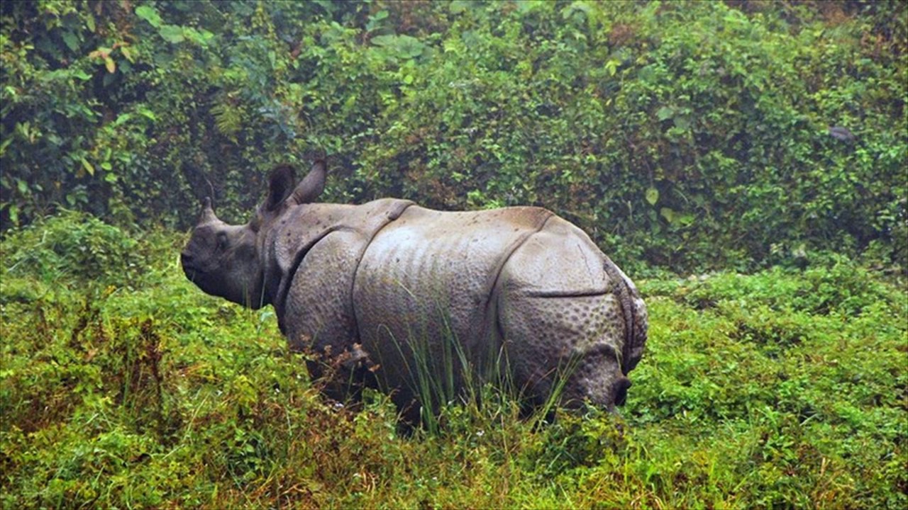 Sepahijala Wildlife Sanctuary, Agartala, Tripura, India - YouTube
