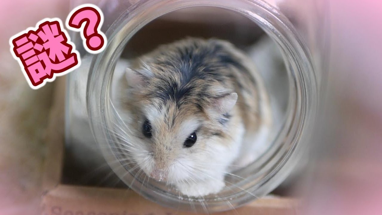 ハムスター用ディグタワー(玩具)の謎が解けた Digging Tower for Hamster | It's not going well ...