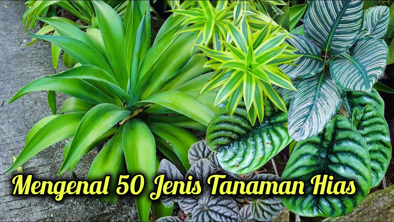 50 JENIS TANAMAN HIAS LENGKAP DENGAN NAMA POPULER DAN KETERANGANNYA ...