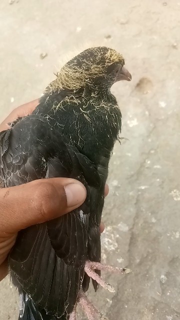 yah baccha bahut powerful hai 8 ghanta udata Hai Inka baccha kabutari😱🕊 ...