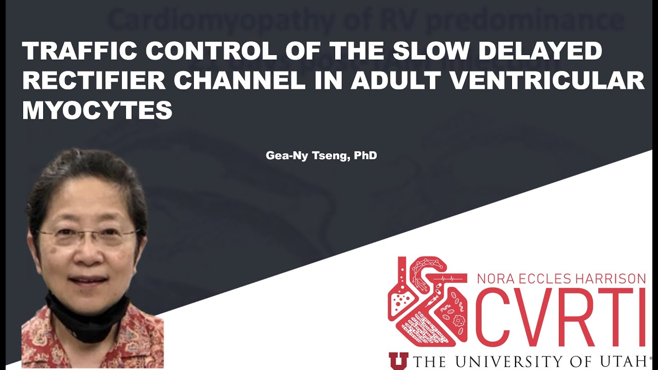 Traffic Control of the Slow Delayed Rectifier Channel in Adult ...