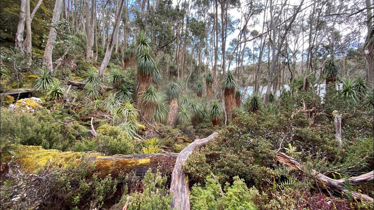 Mount Field National Park-Lake Dobson, Pandani Grove - YouTube