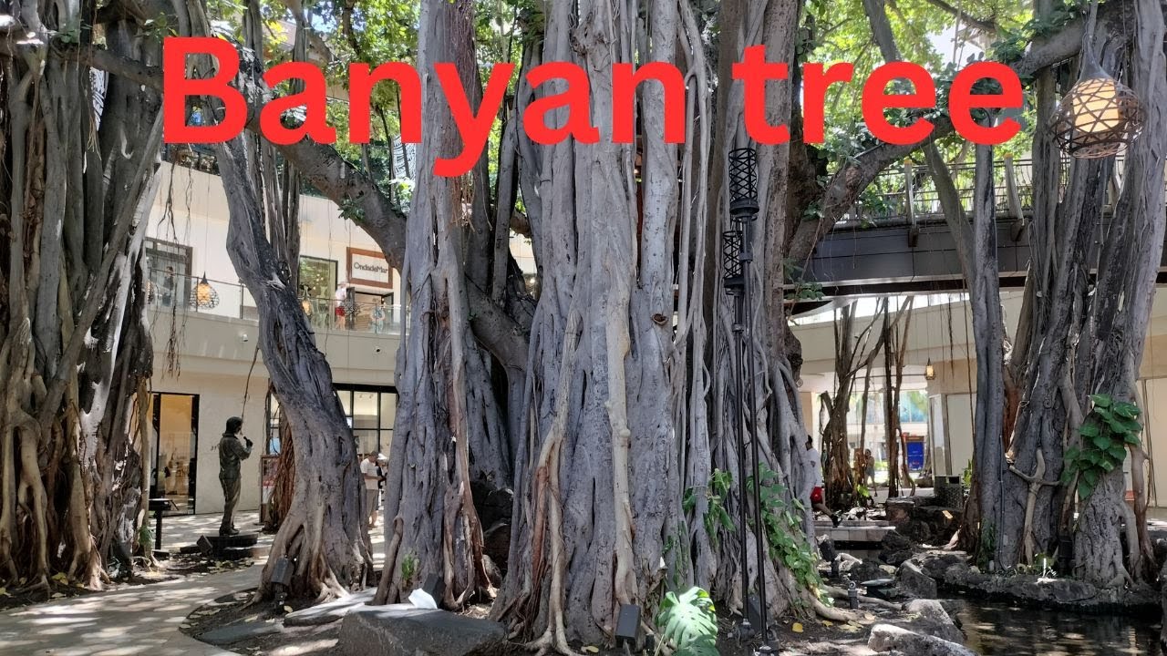 International Market Place in Waikiki. Banyan tree. EP 29. - YouTube