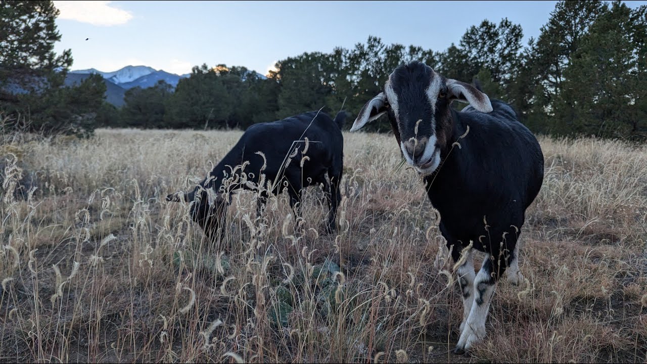 ⚡ Lightning Goats ⚡ Live Goat Feeder - YouTube