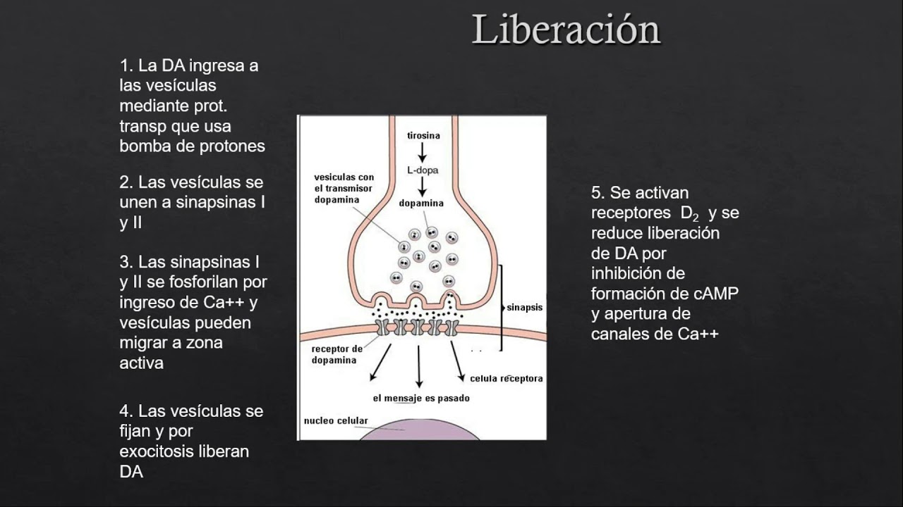 RECEPTORES DE DOPAMINA - YouTube