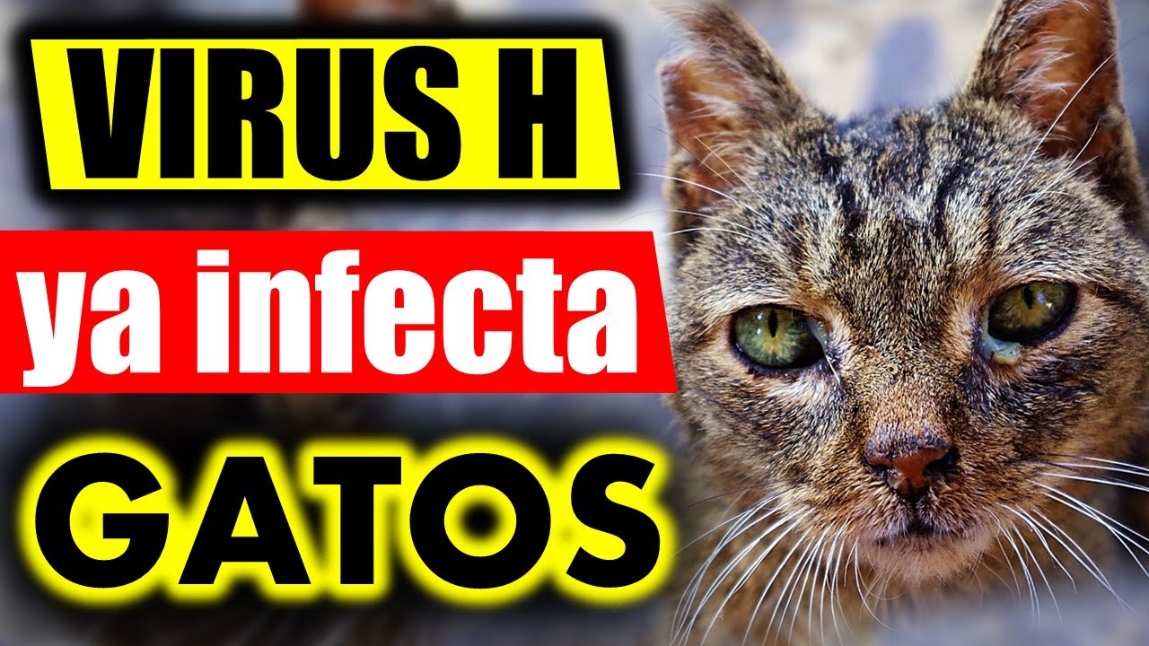 URGENTE ⚡ COMIENZAN A MORIR GATOS INFECTADOS POR VIRUS AVIAR H5N1 - YouTube