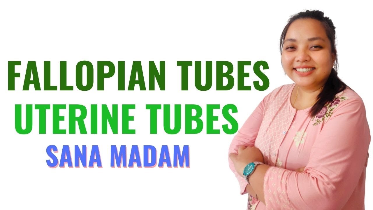 Fallopian Tubes II Uterine Tubes II B Sc Nursing 1st Year II Anatomy ...