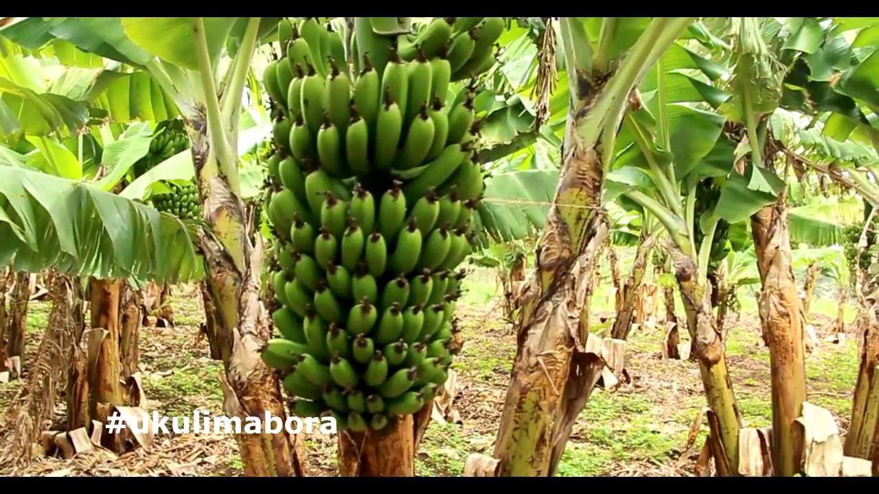 Ukulima wa ndizi na passion fruit- ukulima bora episode 2 - YouTube