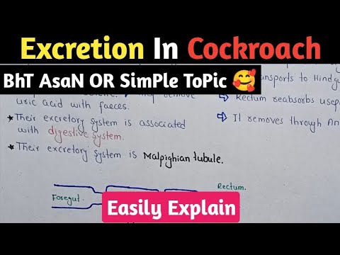 Excretion In Cockroach 🪳 | Malpighian Tubules | Class 12 Biology - YouTube