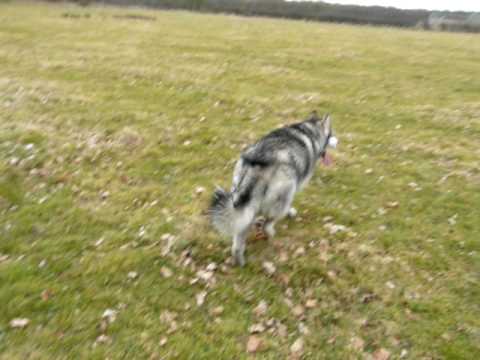 Phoenix and Bess in field - Phoenix tired but one more throw - YouTube