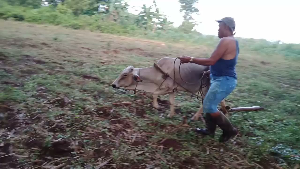 Paano tuturoan Mag araro ang maliit Na Baka?[Cow is working in the ...