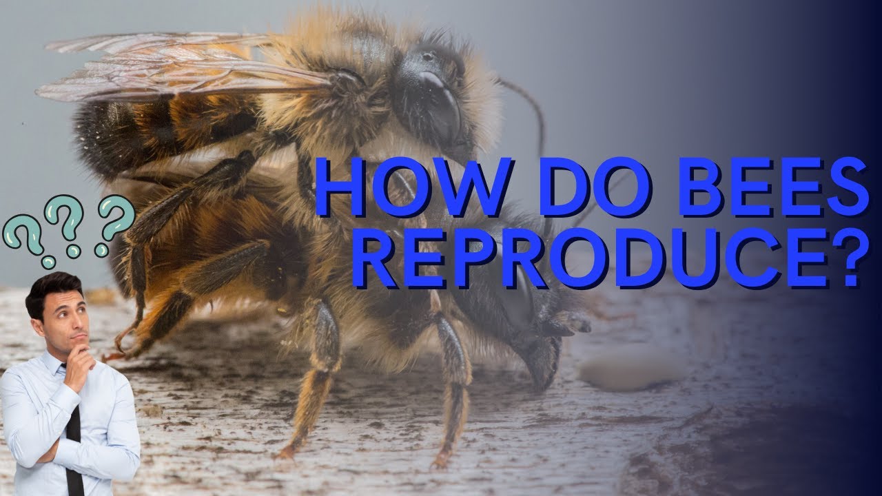 How Do Bees Reproduce???👀👀👀 - YouTube