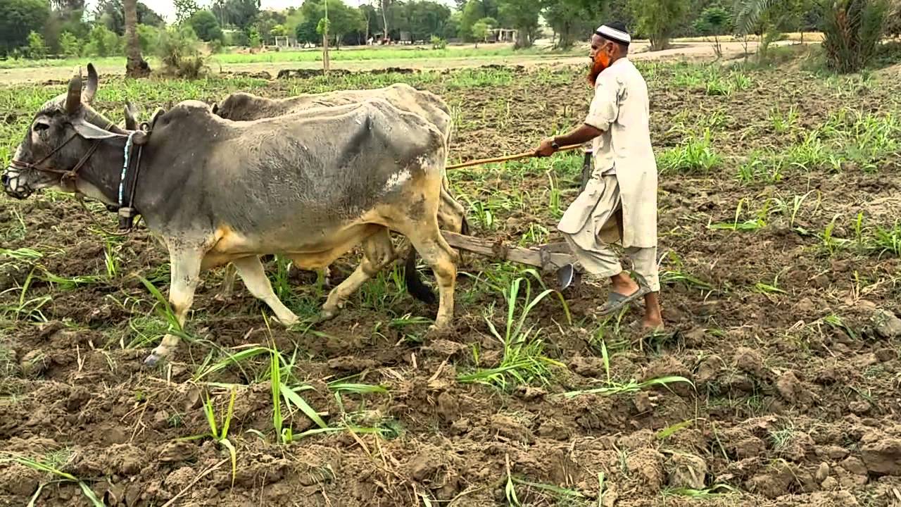 Farming in Pakistan #punjab #vilagelife - YouTube