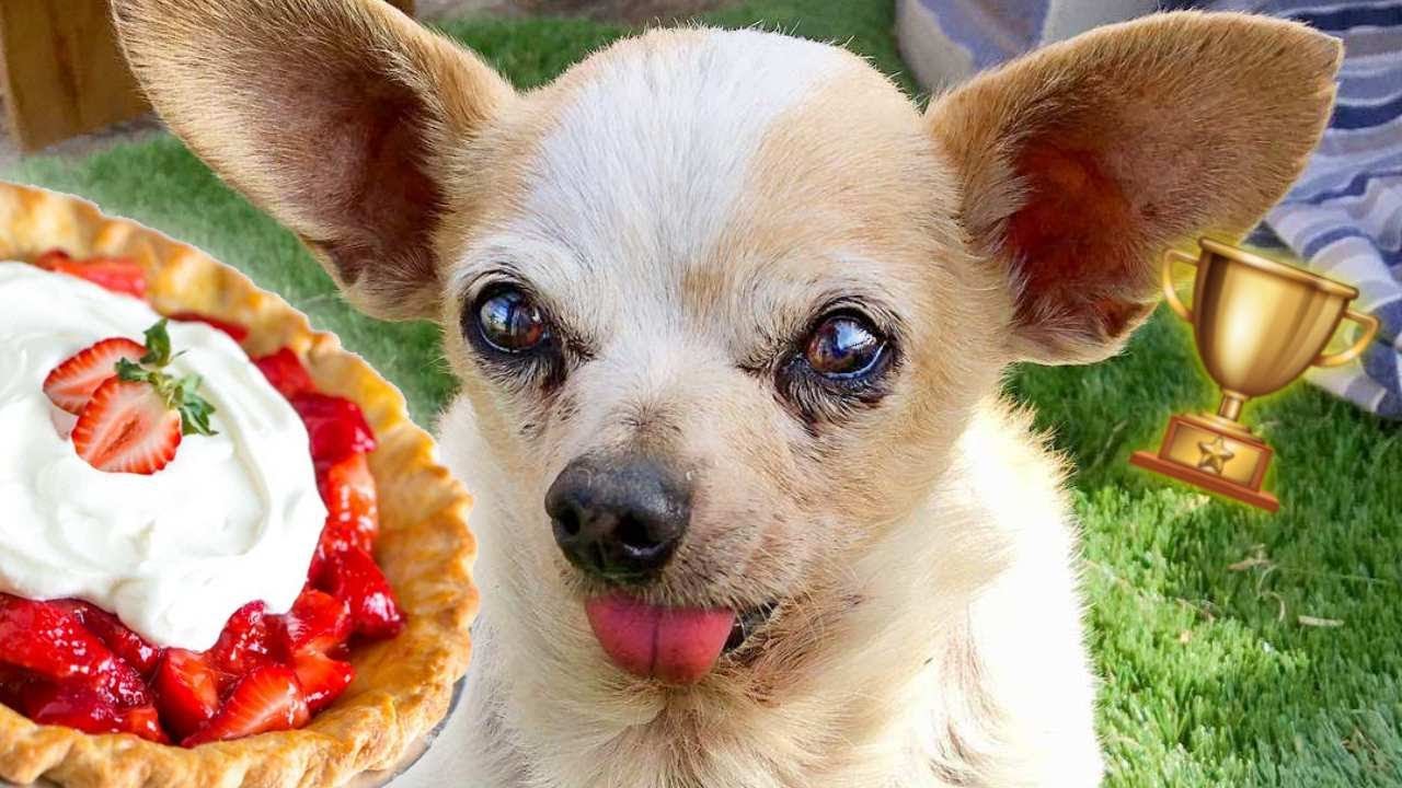 You'll never guess how this senior dog won a Pie Eating Contest! - YouTube