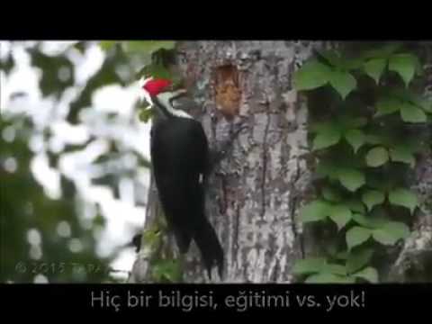 Şükürler olsun