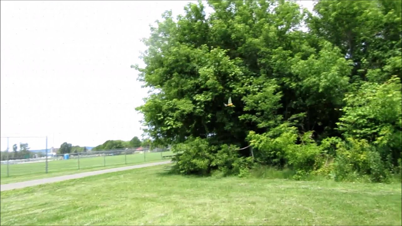 Giant Wasp remote control rc by IFly -- surprisingly good - YouTube