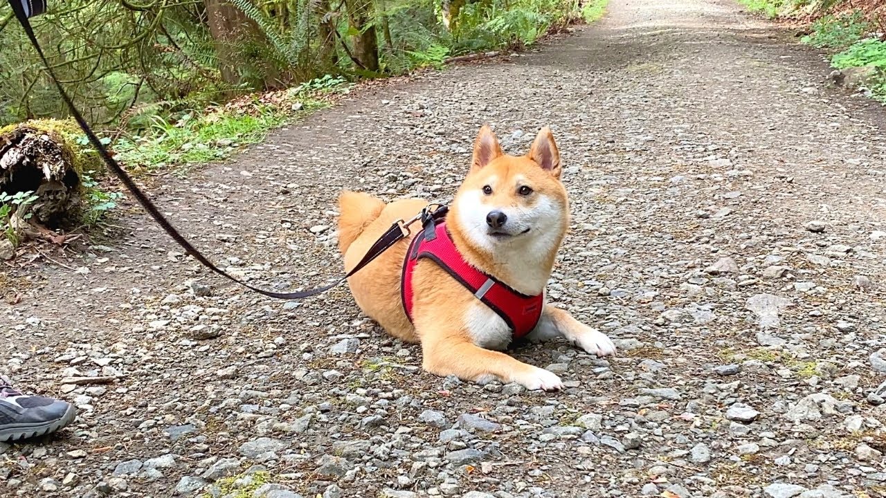 A Classic Shiba Moment | Super Shiba - YouTube