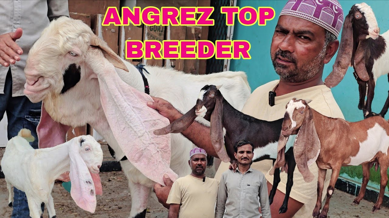 ANGREZ BREEDER TOP QUALITY HYDERABADI GOATS GULABI FEMALE [ MAHMUD ...