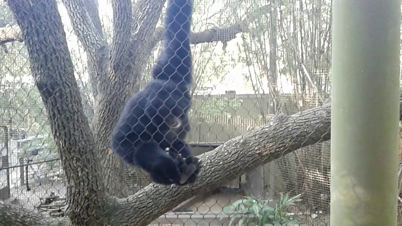 Monkey eats cheese puff - YouTube