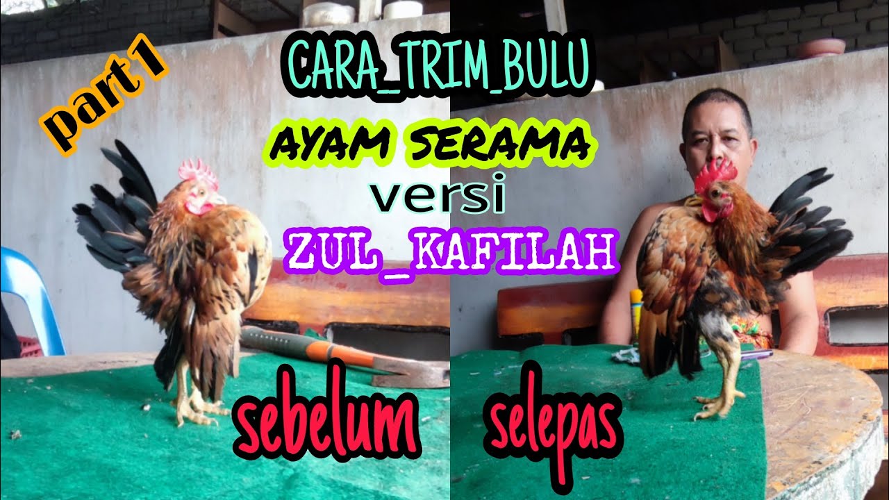 CARA cabut bulu ayam serama yang BETUL...!!!!!! - YouTube