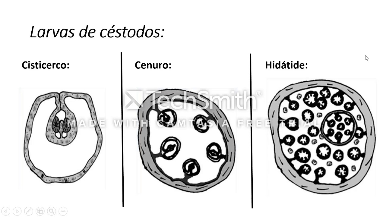 Diagrama De Cisticerco Taenia Solium