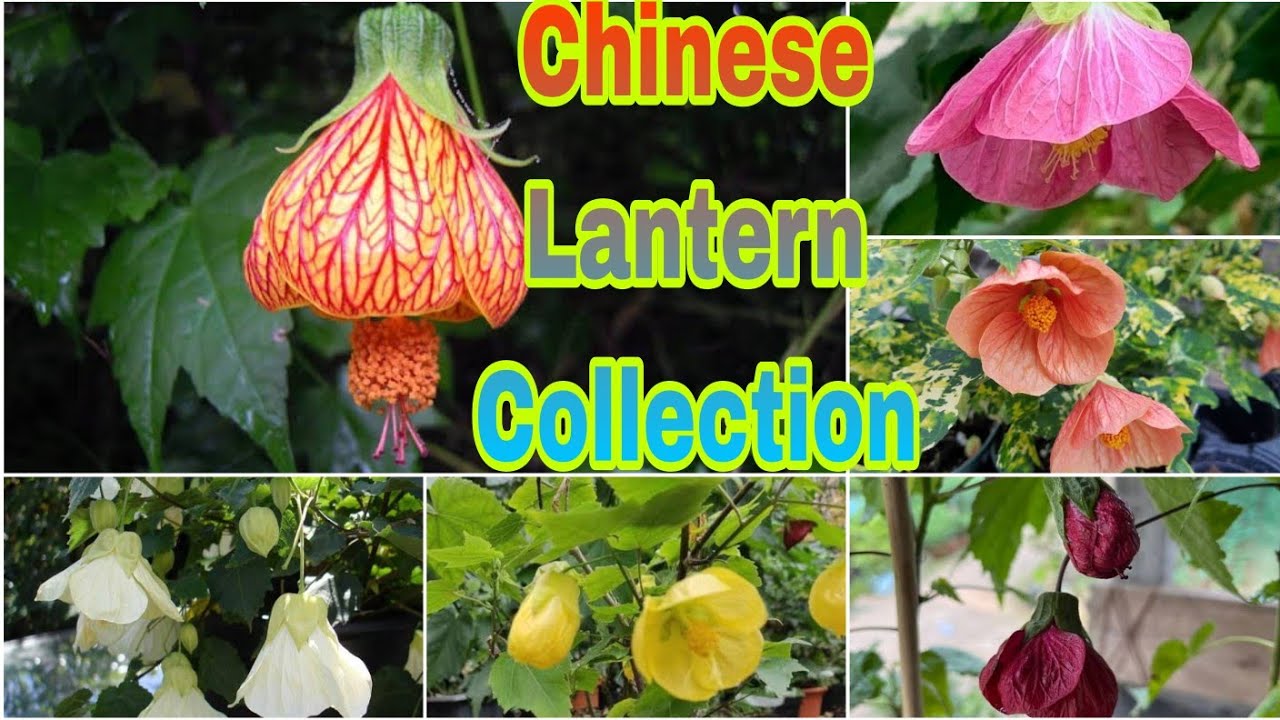 Chinese lantern plant | Lantern Flower Collection - YouTube