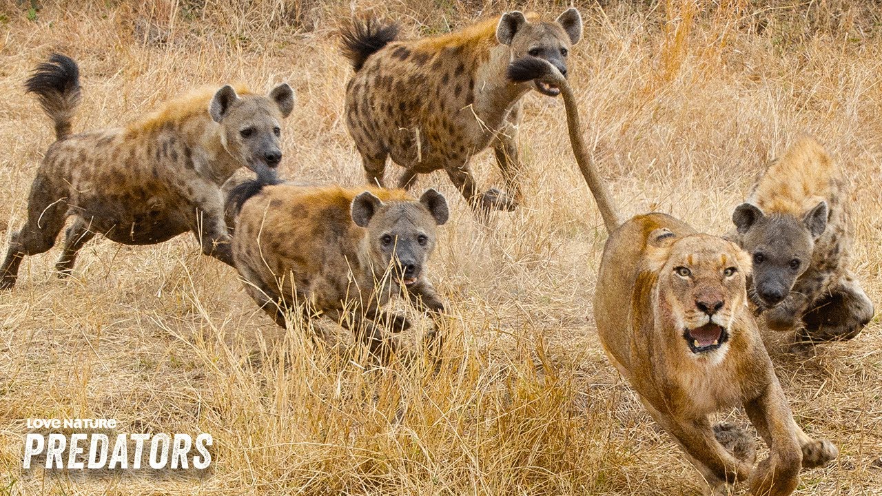 Apex Predators Battle for Prey | Lions & Hyenas - YouTube