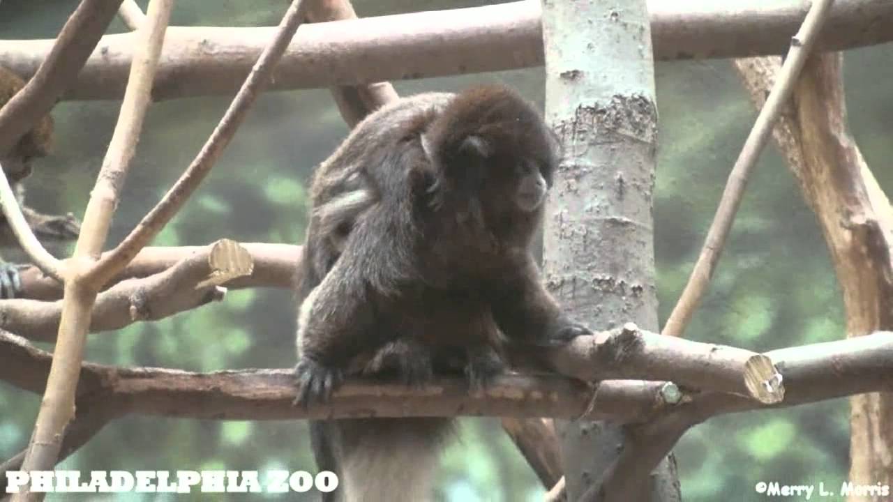 Philadelphia Zoo Titi Monkey Father and Baby - YouTube