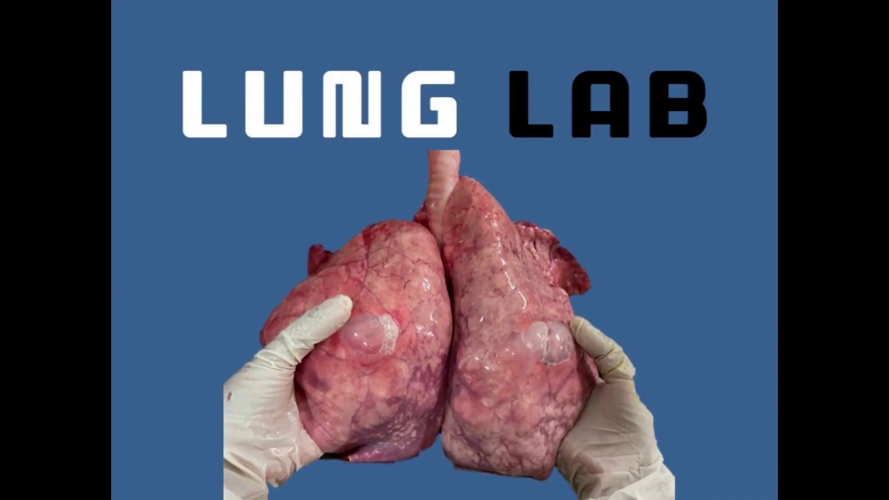 LUNG LAB - YouTube