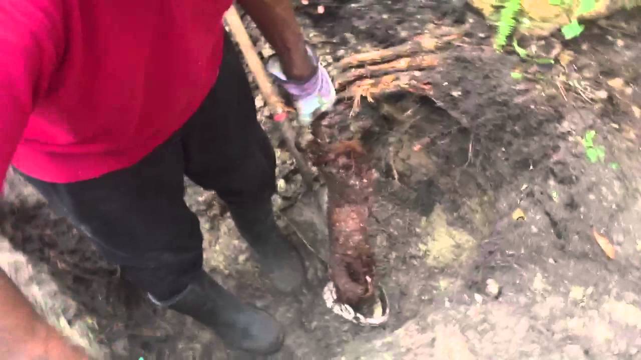 Roots growing into plumbing drain - YouTube