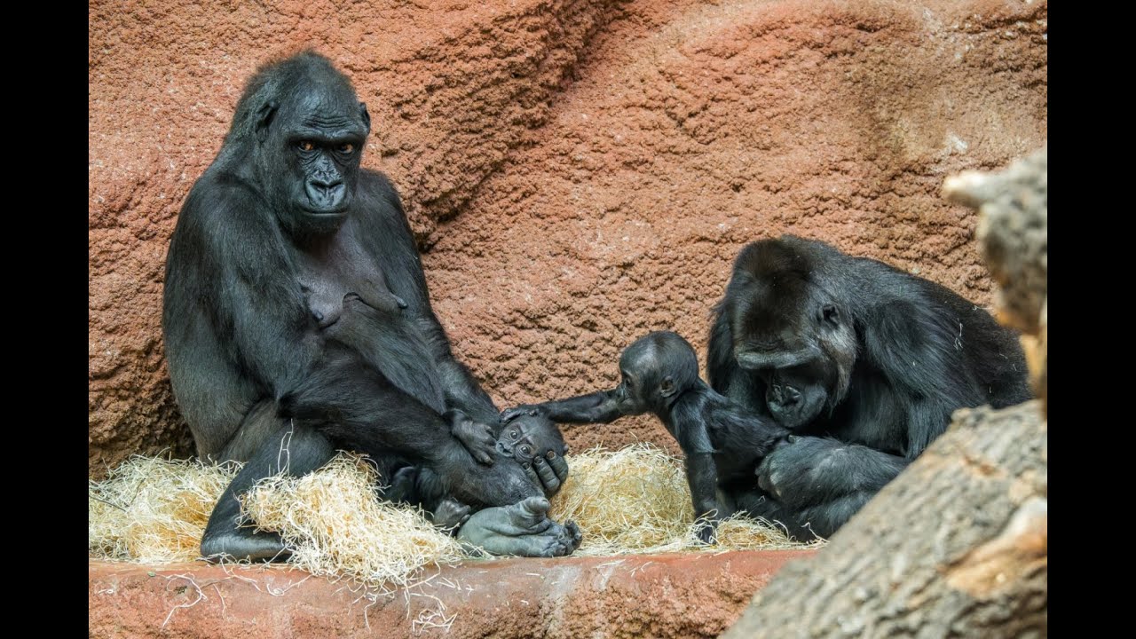 Meet Mobi and Gaia the Gorilla princesses of Prague zoo - YouTube