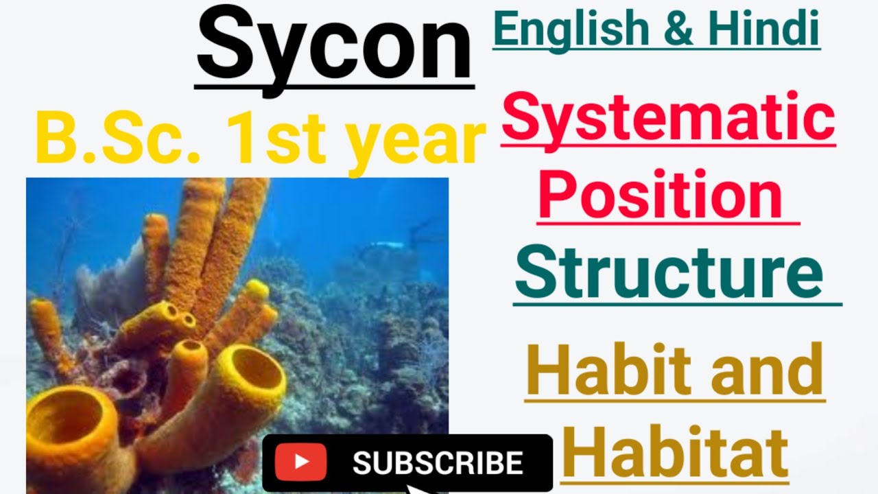|| Sycon || Systematic position || Structure || Habit and Habitat ...