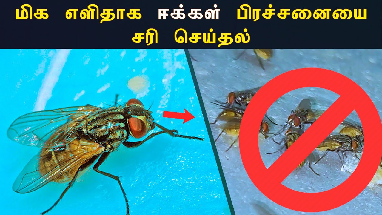How to fix a Flies problem? - YouTube