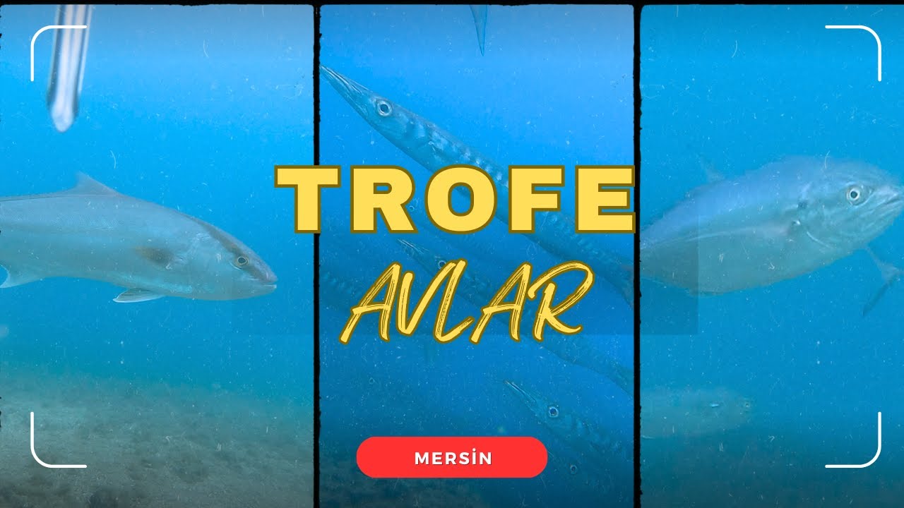 Zıpkınla trofe avlar | Akyalar, Baraküdalar, Traller | Mersin - YouTube