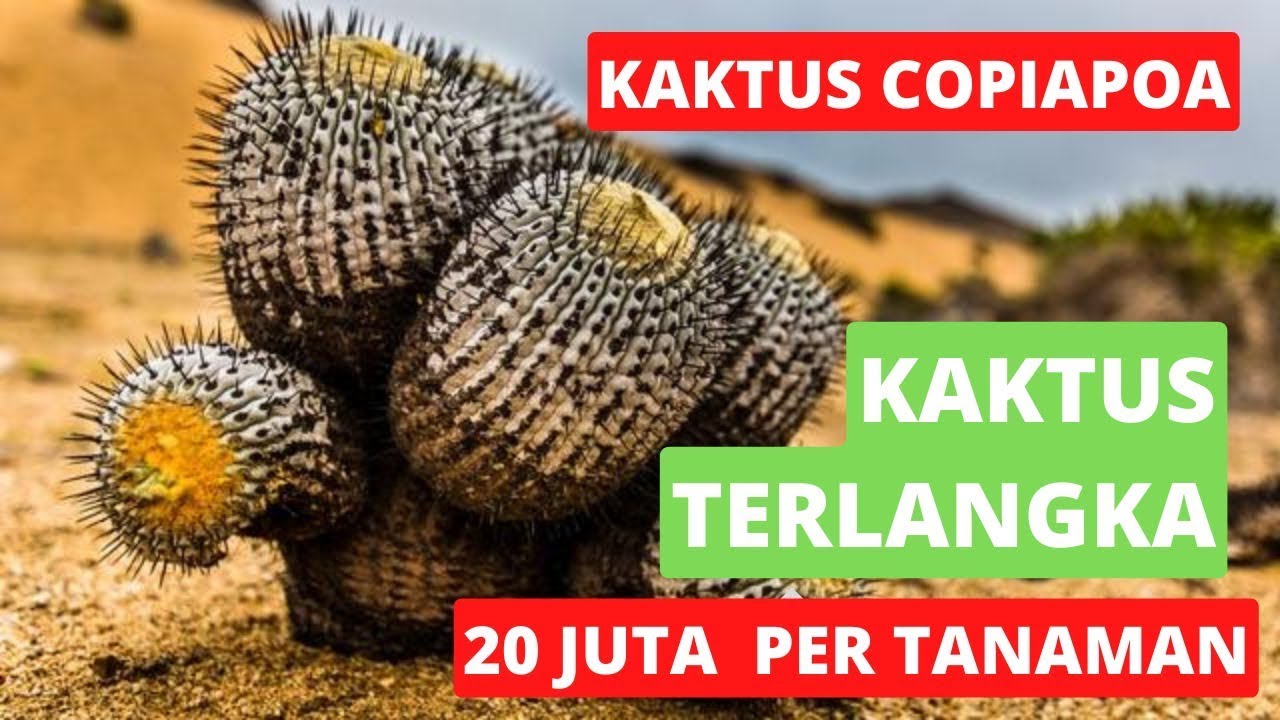 Copiapoa cactus, the rarest and most expensive cactus in the world # ...